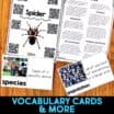 Spider Informational Article and Comprehension Activities