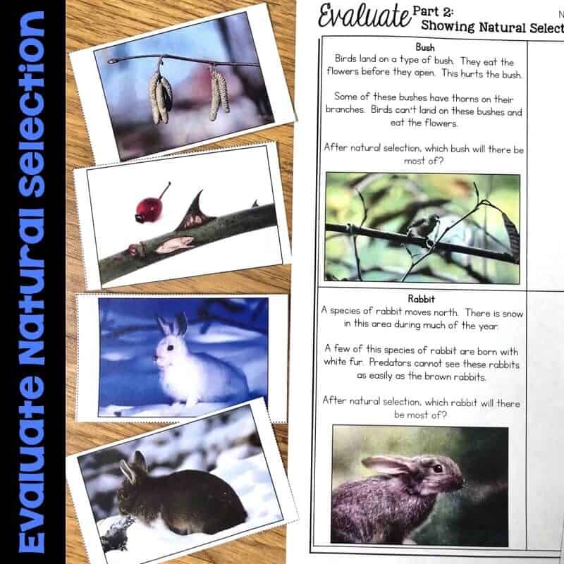 Natural Selection 5E Science Unit Plan for Third Grade