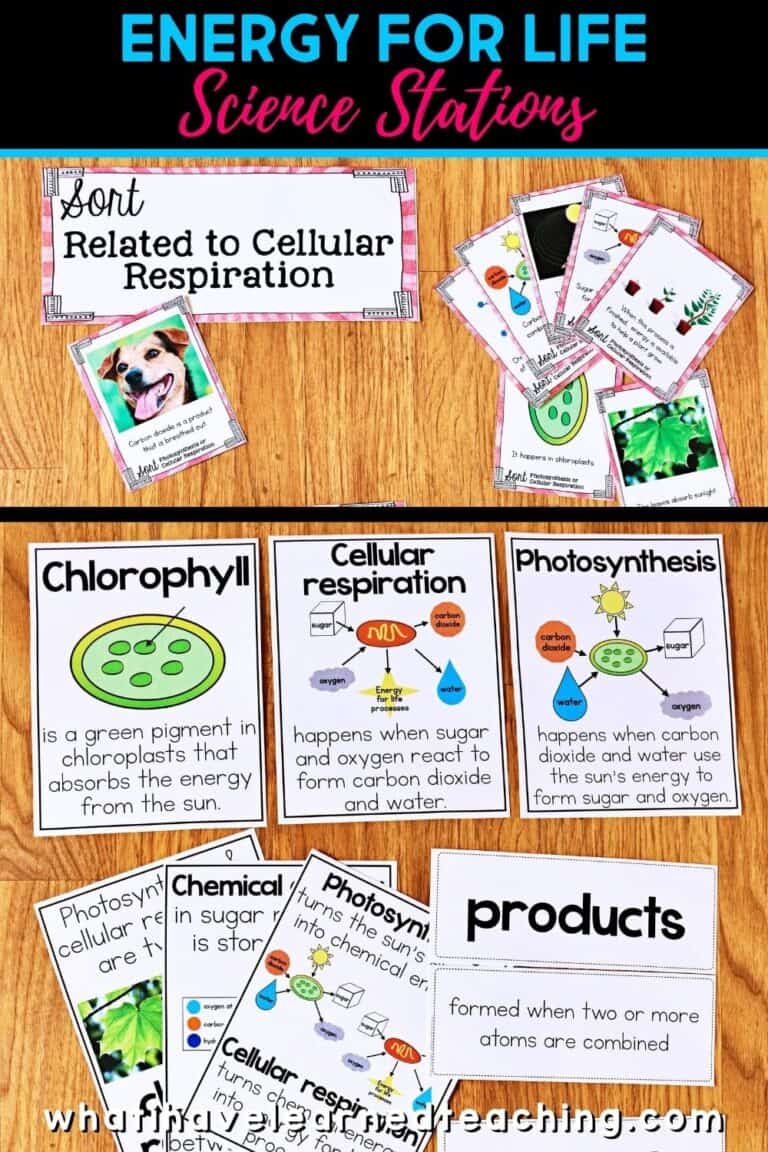 Photosynthesis Activities for 5th Grade: Energy for Life