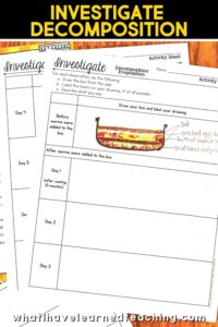 Food Webs Science Activities - 5th Grade NGSS Curriuclum
