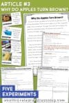 Apple Lesson Plans for 2nd Grade and Above
