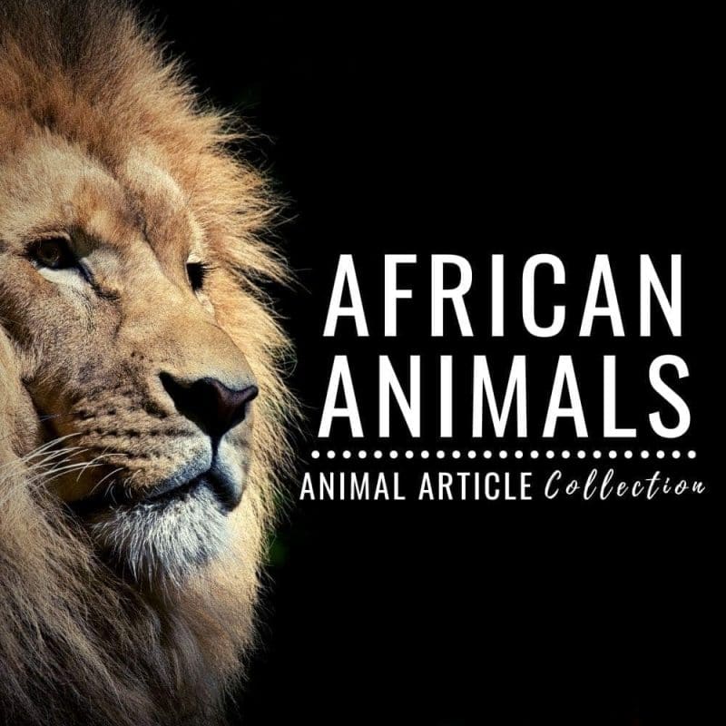 Animal Article Collection