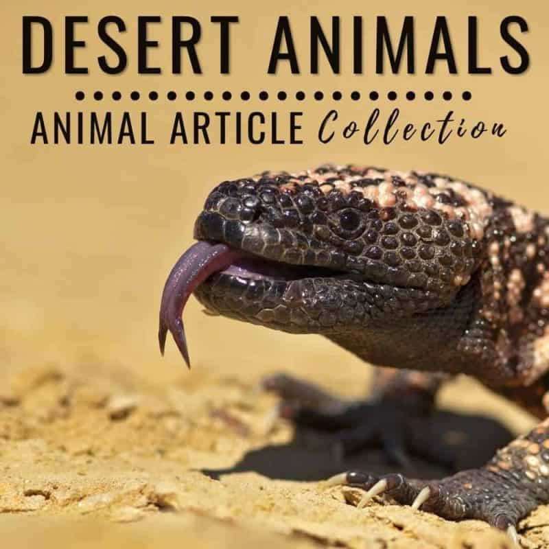 Animal Article Collection