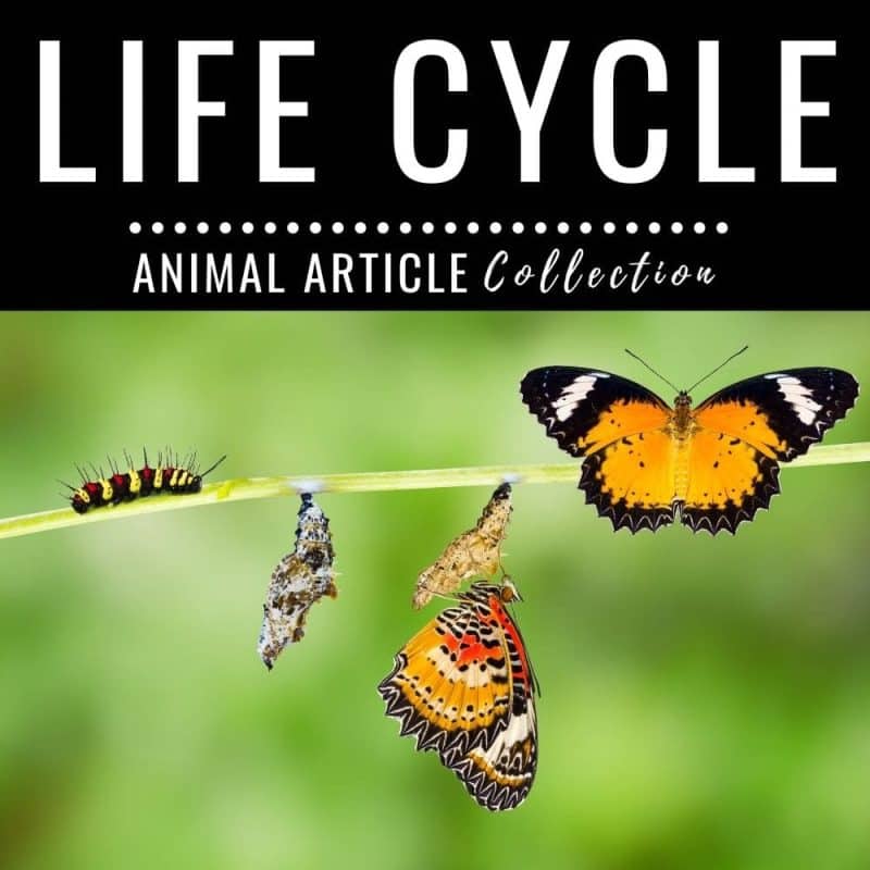 Animal Article Collection