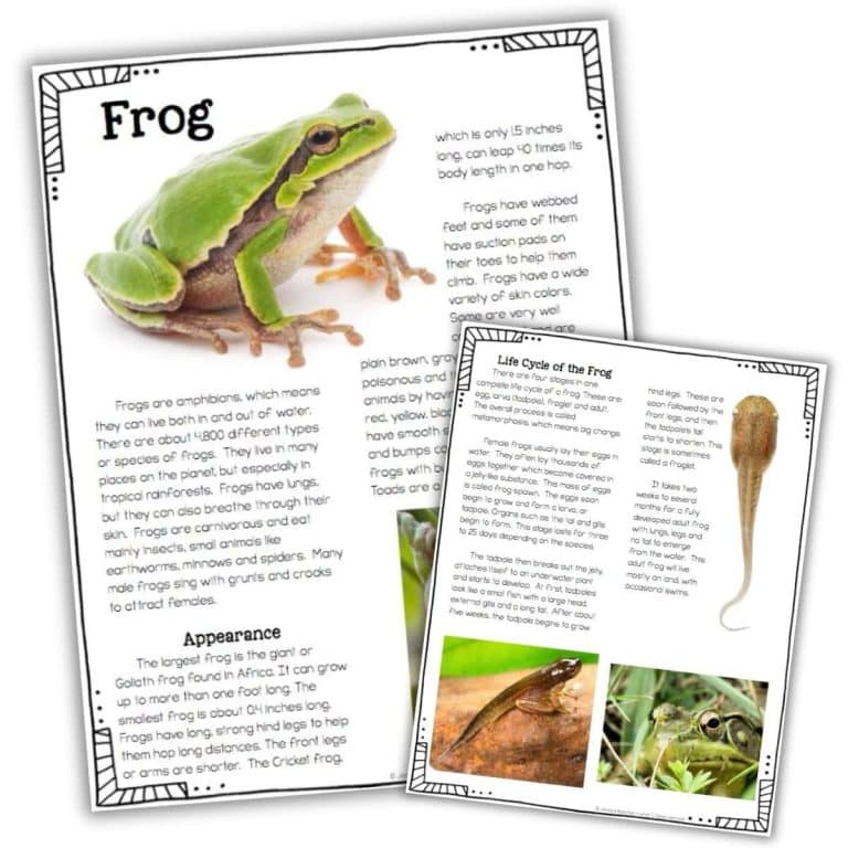 Life Cycle of a Frog for Kids + Free Reading Passage