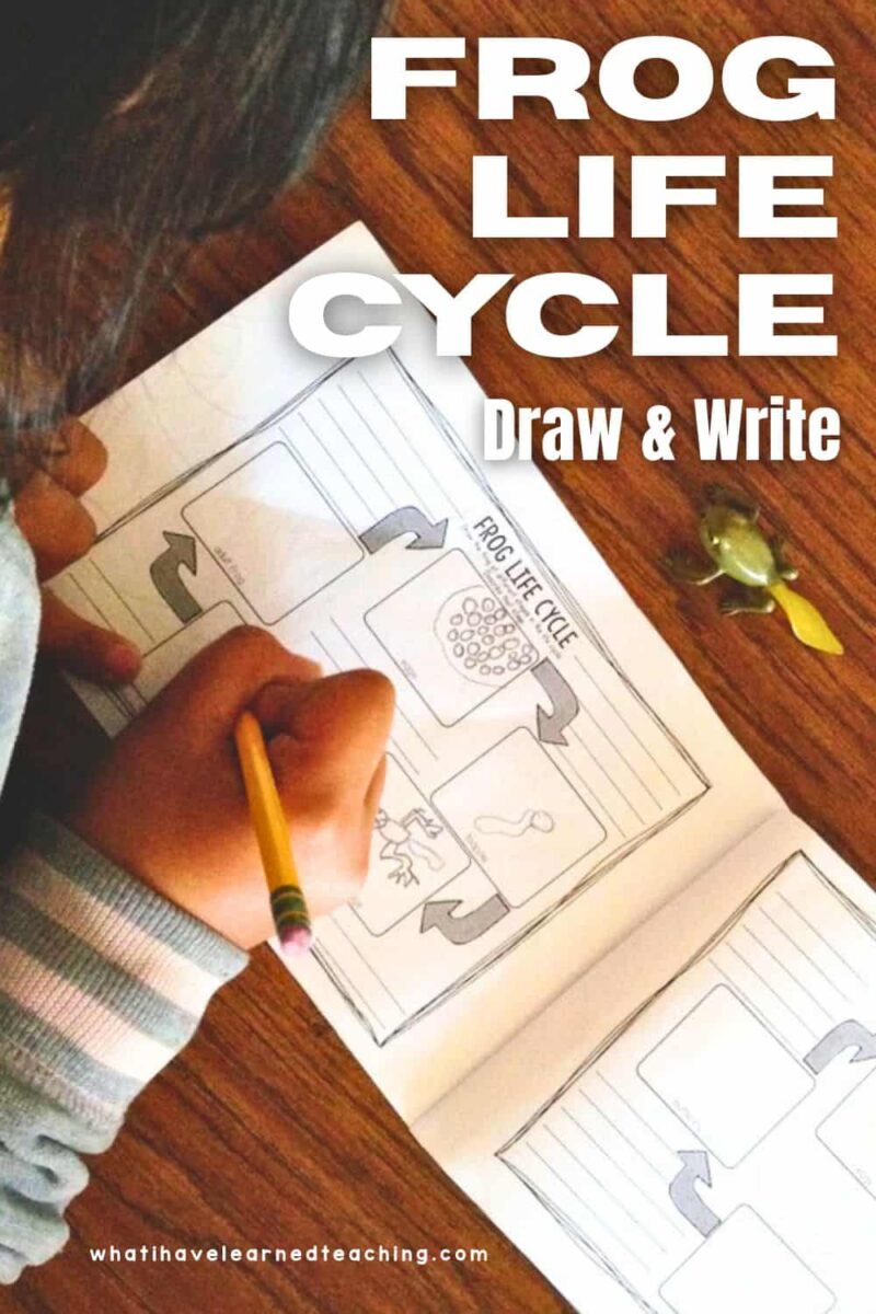 Life Cycle of a Frog for Kids + Free Reading Passage