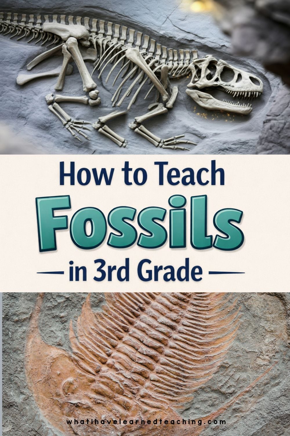 Fossils in 3rd Grade: NGSS 3-LS4-1 Teaching Guide
