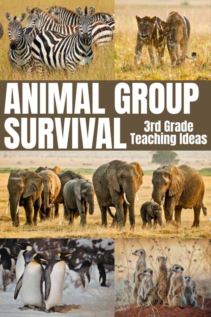 Animal Group Survival (3rd Grade Science & Behavior)