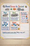 Animal Group Survival (3rd Grade Science & Behavior)