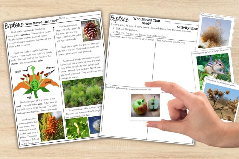 Seed Dispersal Activities, Worksheets, and Labs for Kids
