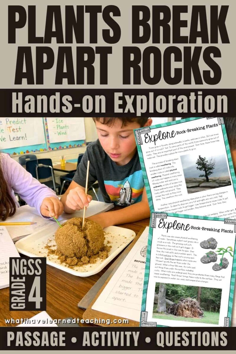 Rock-Breaking Plants Weathering Activity Hands-On Lesson